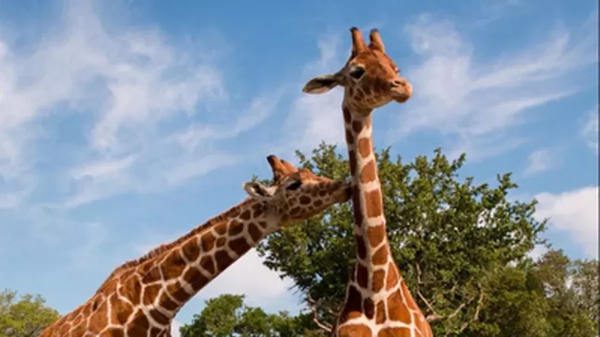 Adorable Twin Giraffes Celebrate First Birthday | San Antonio | San ...