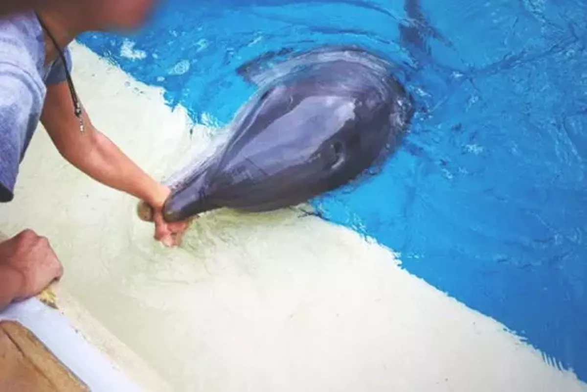 SeaWorld Bites, or Does It?: On the Dilemma of Dolphins, Kids and ...
