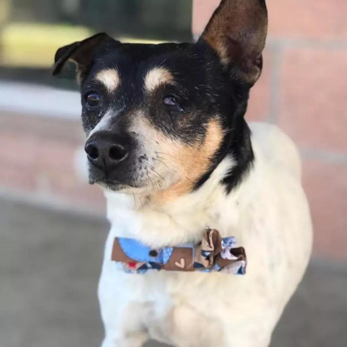 Here Are Some Adoptable Animals at San Antonio Pets Alive! During ...